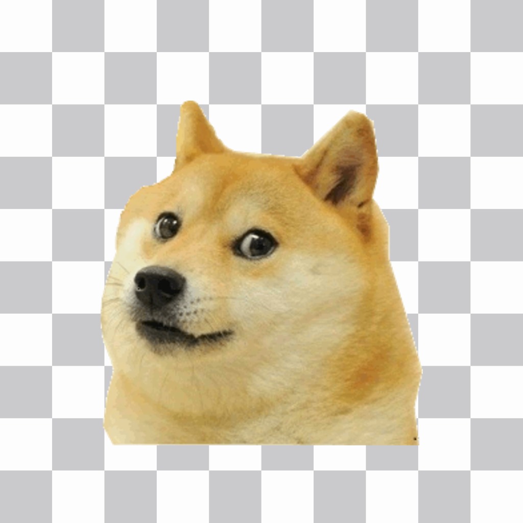 Etiqueta do doge meme - Fotoefeitos